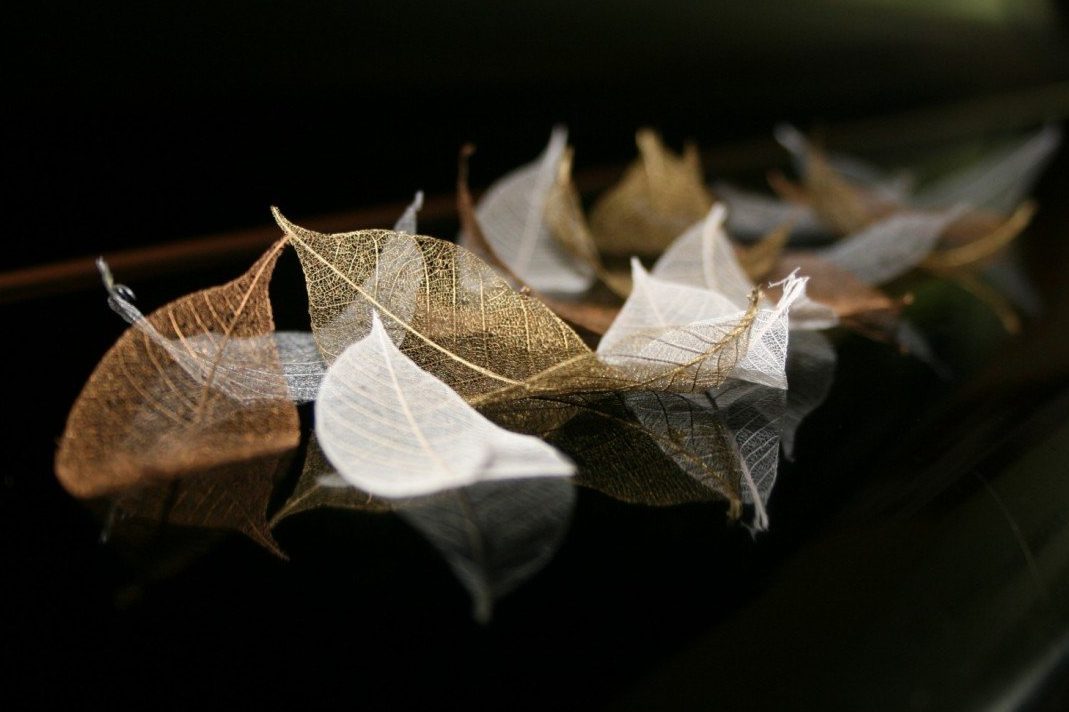 About Skeleton Leaf – skeleton-leaf