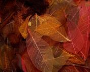 Skeleton Leaf | On-line Shop | Rubber Tree Leaves | Bodhi Tree Leaves