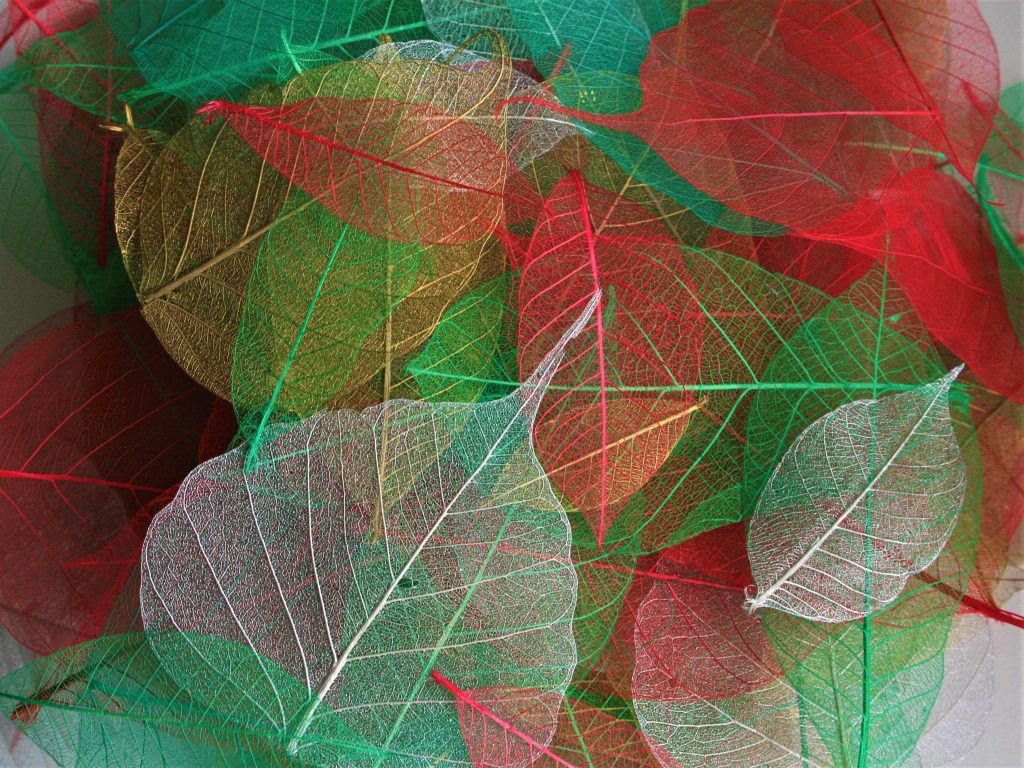 Skeleton Leaves | Bodhi Tree and Rubber Tree Leaves | Using our Leaves